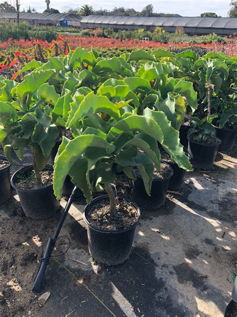 Buy Kalanchoe Beharensis Var Subnuda Naked Feltleaf Bidscape
