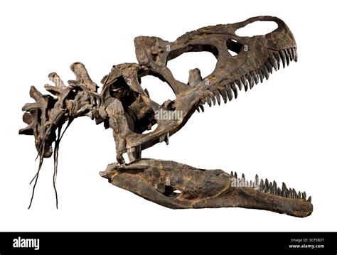 Fossil Skeleton Allosaurus Dinosaur Cut Out Stock Images And Pictures Alamy