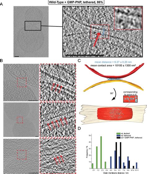 A Mitofusin Dependent Docking Ring Complex Triggers Mitochondrial Fusion In Vitro Elife