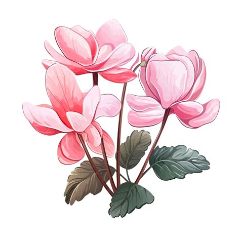 Premium Vector Cyclamen Flower Vector Clipart White Background