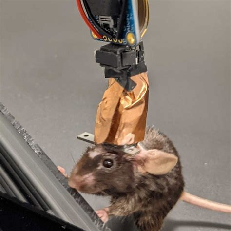 Freely Moving Recording Chronic Recoverable Neuropixels In Mice