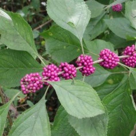 American Beautyberry Callicarpa Americana Plant Care And How To Grow Water