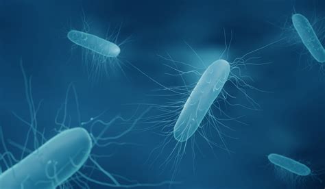 Recurrent C Difficile Infection Prevention Efficacy And Administration
