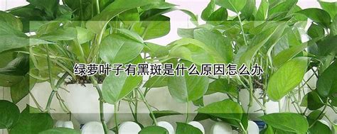 绿萝叶子有黑斑是什么原因怎么办 发财农业网