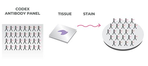 Công Nghệ đồng Phát Hiện Bằng Mã Vạch Codex Co Detection By Indexing