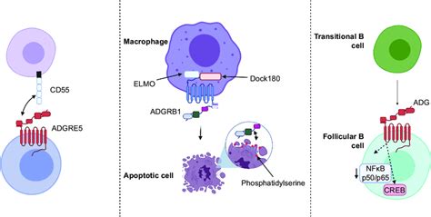 Adhesion G Protein Coupled Receptors Agpcrs Have Important Roles In Download Scientific