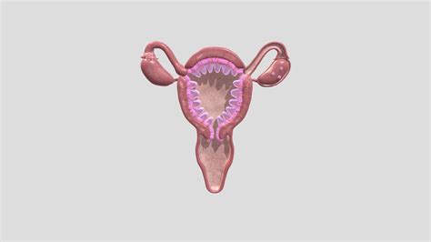 Vulvatest 3d Model By Oso94 Olaso94 Bf369f4 Sketchfab