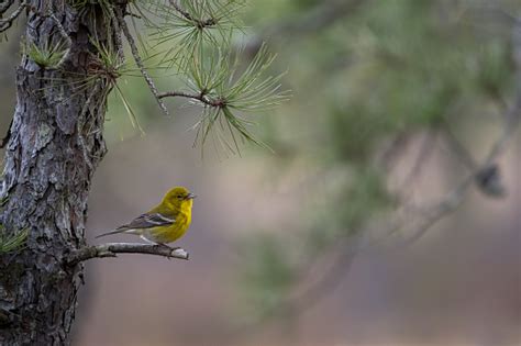 흐릿한 배경에 나뭇가지에 앉은 노란 배 카나리아의 선택적 초점 깃털에 대한 스톡 사진 및 기타 이미지 깃털 나무 나뭇가지 Istock