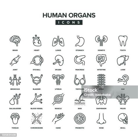 인간 장기 라인 아이콘 세트 아이콘에 대한 스톡 벡터 아트 및 기타 이미지 아이콘 벡터 위 Istock