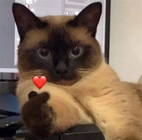Pin By Bettercallsofii On Memini Cat Memes Funny Cats Cute Cat