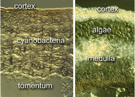 Lichen Labeled