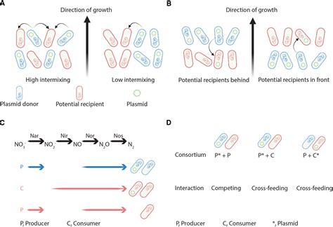 Metabolic Interactions Control The Transfer And Spread Of Plasmid