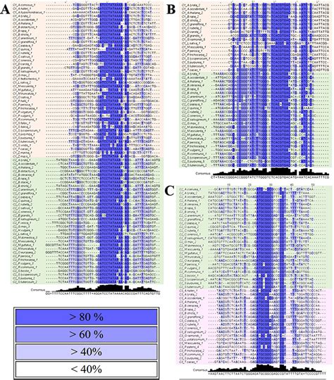 Alignment Illustrating The Percent Conservation At Each Site The