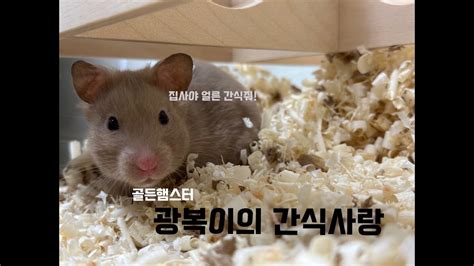 햄스터키우기 집사야 먹는걸로 장난치는거 아니다😤 골든햄스터 햄스터간식 쁘띠웨하스 쳇바퀴 나이트엔젤 식빵굴 단일케이지 Youtube