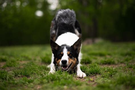 100 000 Free Border Collie Cute And Border Collie Images Pixabay