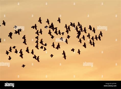 FLOCKING BEHAVIOR IN BIRDS IN EVENING Stock Photo Alamy