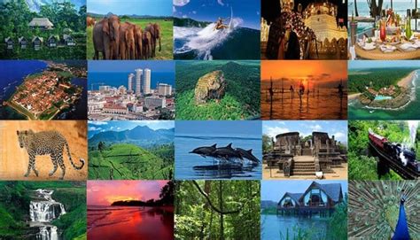 Sri Lankan Kollo Kello Official🇱🇰 ලංකාවේ කොල්ලෝ කෙල්ලෝ