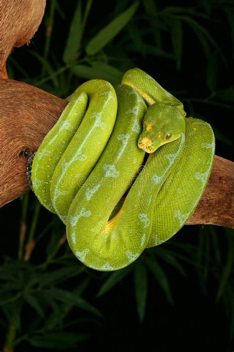 Stunning Green Tree Python