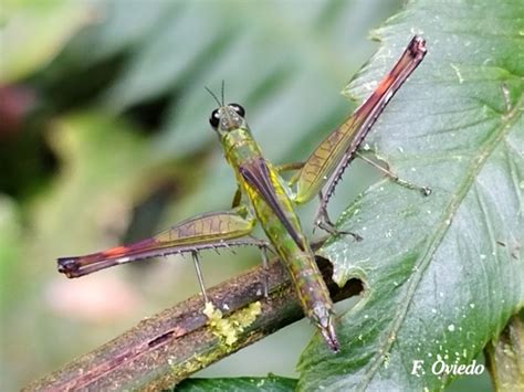 Homeomastax Robertsi Ecos Del Bosque