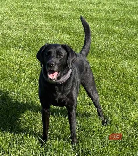 How To Test And Calibrate Your Gaming Controller On Windows