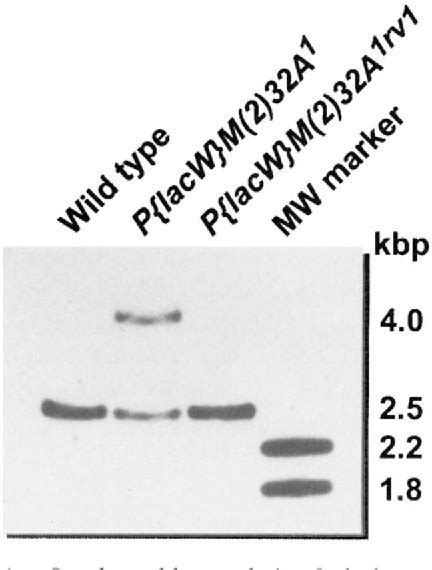 Figure 4 From A Novel Drosophila Minute Locus Encodes Ribosomal Protein S13 Semantic Scholar