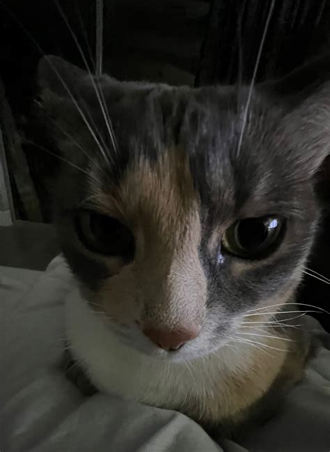 Goobie Snoobert Blank Template Imgflip