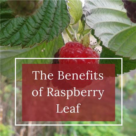 Raspberry Leaves