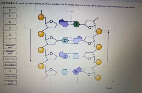 Solved Drag And Drop To Label This DNA Molecule Place Chegg Com