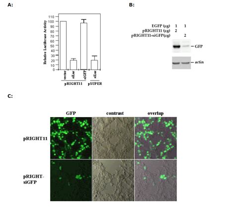 Design And Application Of A Versatile Expression Vector For Rnai In Mammalian Cells