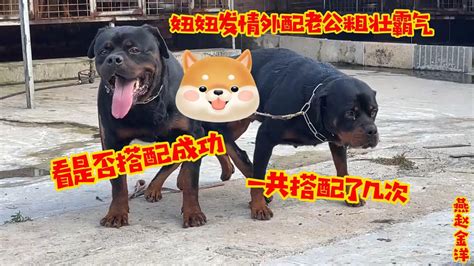 妞妞发情外配老公粗壮霸气，激情四射能否成功，大家一起来观看 Youtube