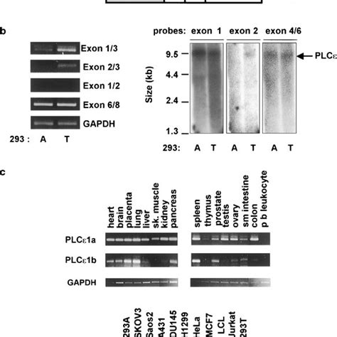 PLC Splice Variants And Their Relative Distribution A Diagram Of Download Scientific Diagram