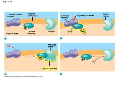 Fig Figure How Do The Effects Of Viagra Multicolored Result From Its Inhibition Of A