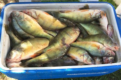 2017 Erie Perch Fishing Forecast ‘go West Midwest Outdoors