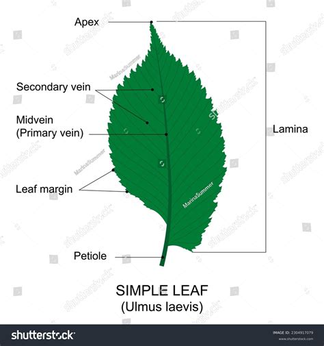 Simple Leaf Example Labelled Diagram Simple Stock Illustration 2304917079 Shutterstock