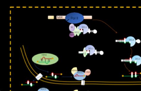Source And Production Of Mirna Sirna And Lncrna Different Colored Download Scientific