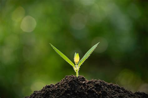 가까운 젊은 공장은 부드러운 녹색 나무 배경에 자연 또는 농업을 저장 토양 개념에서 성장 0명에 대한 스톡 사진 및 기타 이미지 0명 개념 개념과 주제 Istock