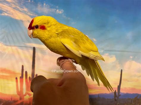 Cinnamon Yellow Kakariki Parrot For Sale
