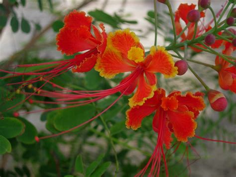 Syifa Florist Bunga Peacock