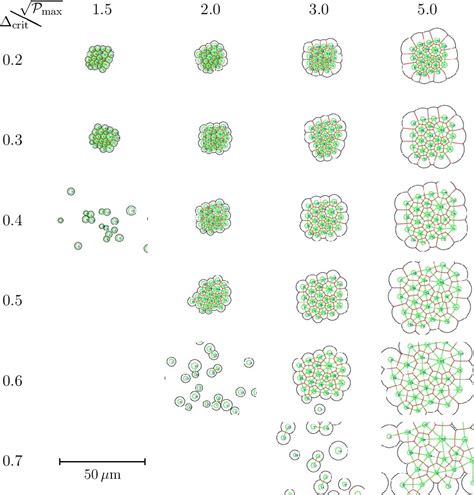 Figure 20 From Generalized Voronoi Tessellation As A Model Of Two Dimensional Cell Tissue