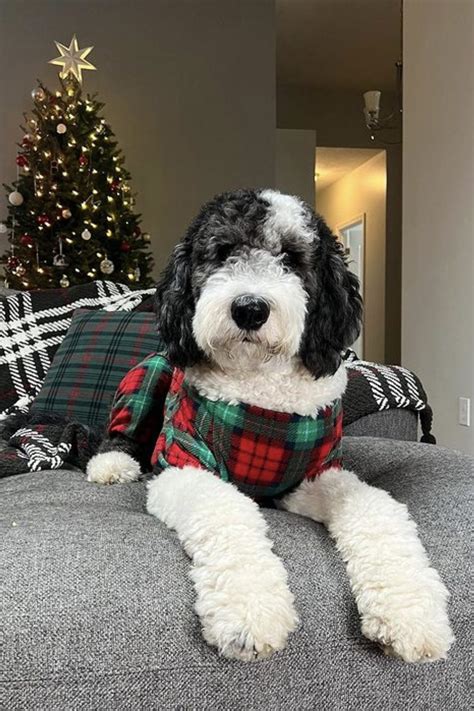 Sheepadoodle Lifespan Guide How Long Do Sheepadoodles Live
