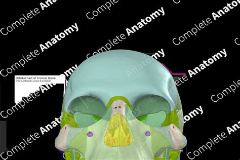 Orbital Part Of Frontal Bone Left Complete Anatomy