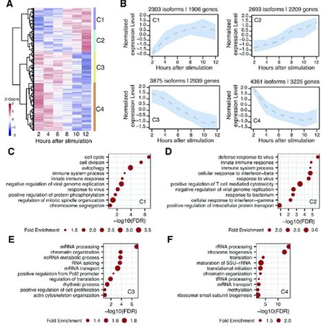Pdf Time Course Rna Seq Profiling Reveals Isoform Level Gene