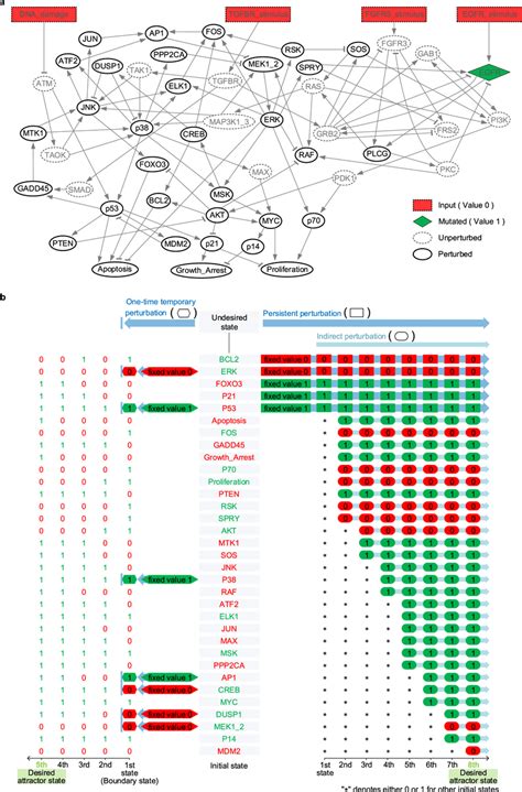 Temporary Vs Persistent Interventions A Mapk Network For Urinary Download Scientific