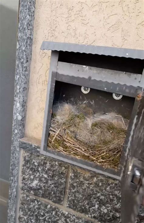 Woman Goes To Check Mailbox And Discovers A Babe Family Living Inside The Dodo