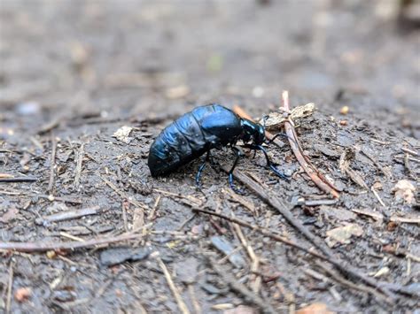 Thats One Shiny Bug R Insects