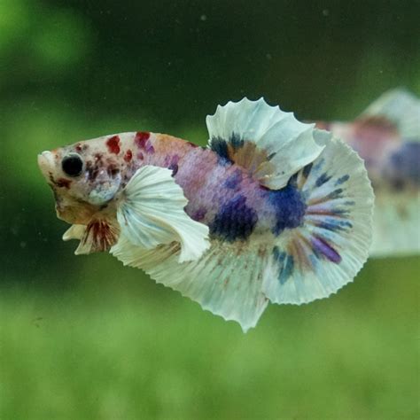 Candy Dumbo Plakat 12 Weeks Old Betta Squad Usa Llc