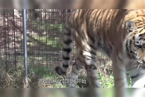 母老虎7天不吃不喝兽医从它腹中取出异物赚大发了 异物 母老虎