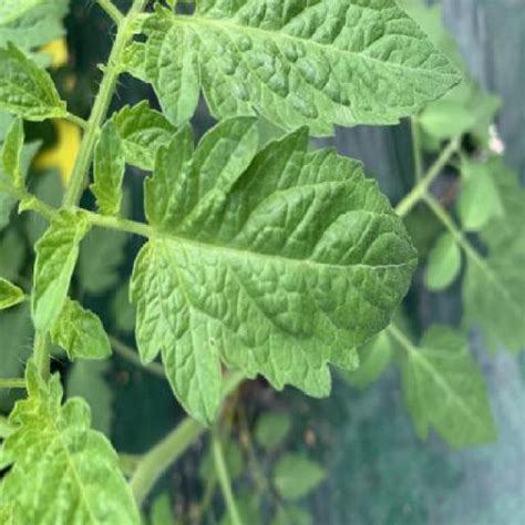 Classificationwithyolov8 Roboflow Universe