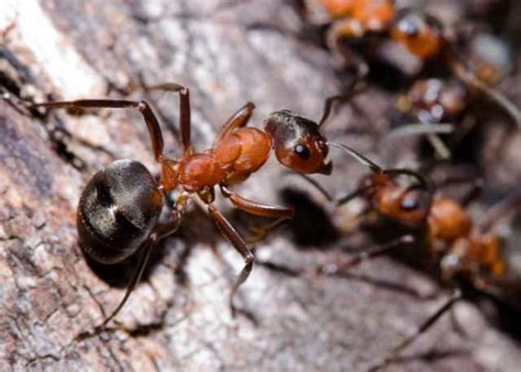 Do Flying Ants Bite 6 Things To Know The Buginator