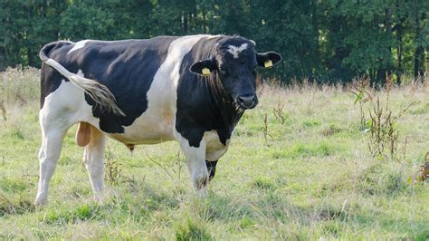 In Der Wetterau Ausgebüxt Bulle Und Kuh Machen Mittelhessen Unsicher